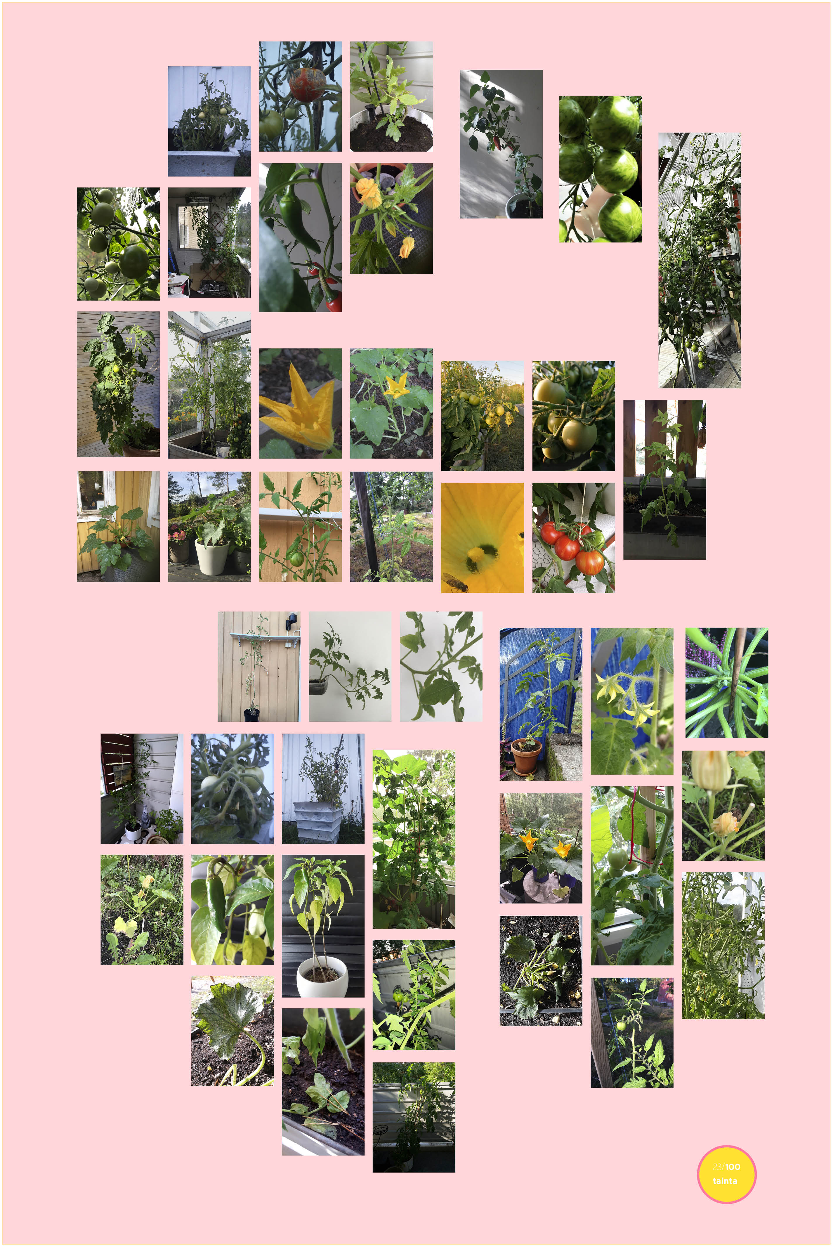 23/100 Seedlings/Tainta – Sari Torvinen